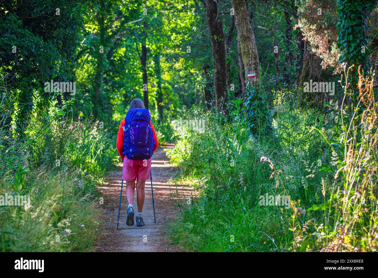 France, Morbihan, Gulf of Morbihan, surroundings of Surzur, hike on the ...