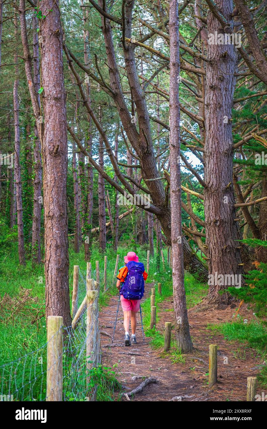 France, Morbihan, Gulf of Morbihan, Sarzeau, hike on the GR 34 long ...