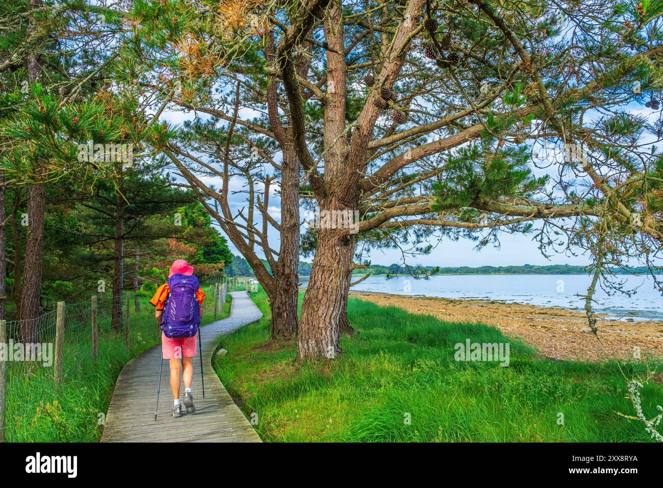 France, Morbihan, Gulf of Morbihan, Sarzeau, hike on the GR 34 long ...