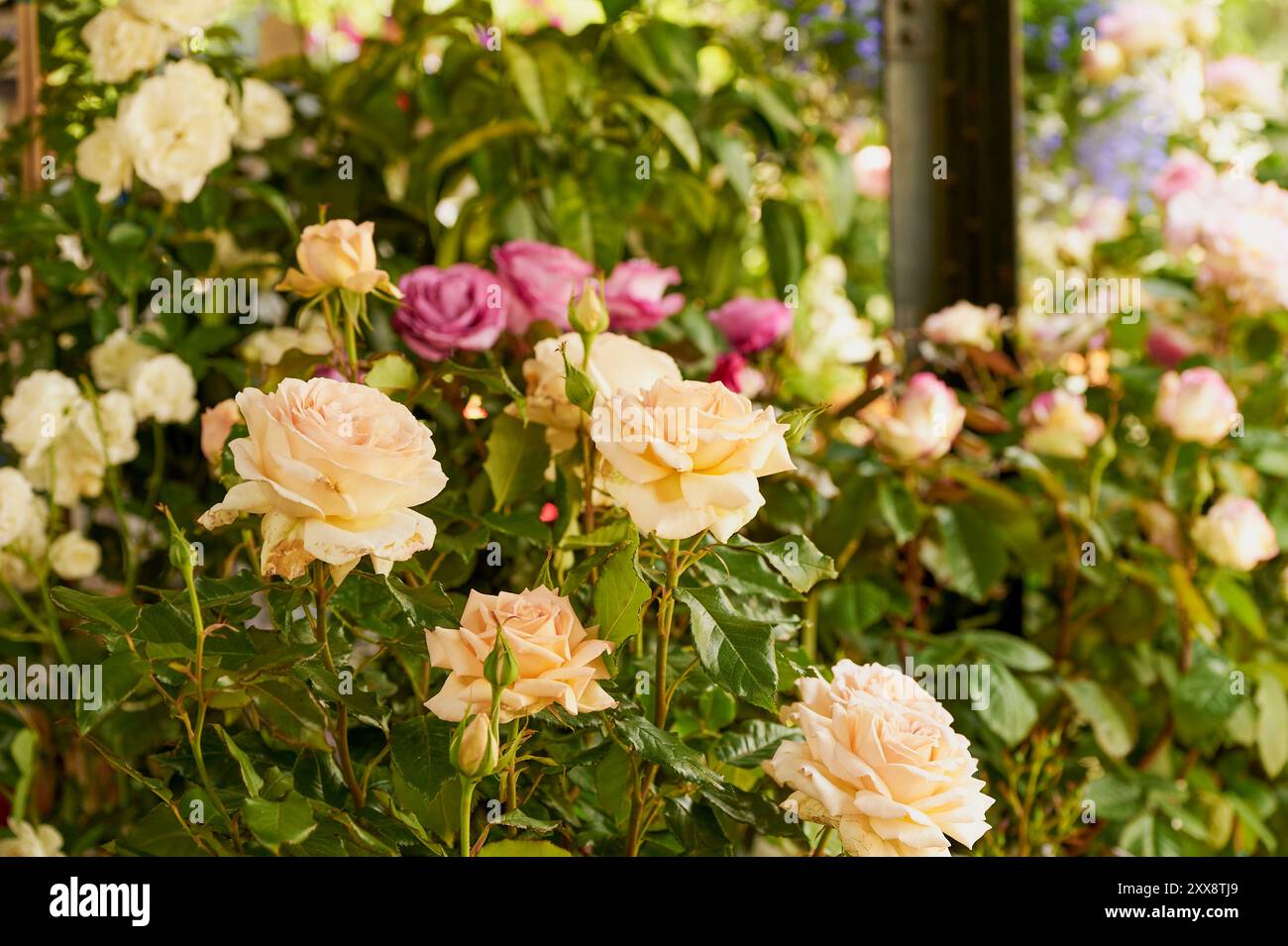 landscape with flowers in a park somewhere in Paris Stock Photo - Alamy