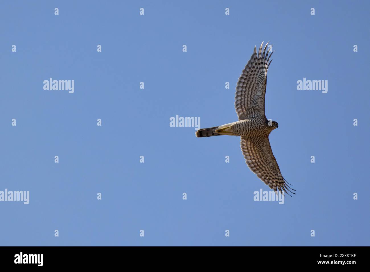 a beautiful specimen of a falcon in flight in the sky Stock Photo - Alamy