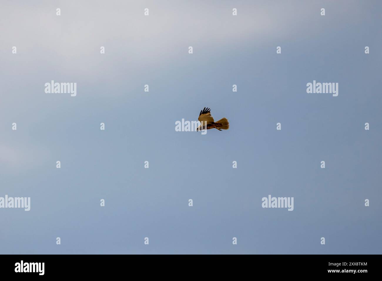 a beautiful specimen of a falcon in flight in the sky Stock Photo - Alamy