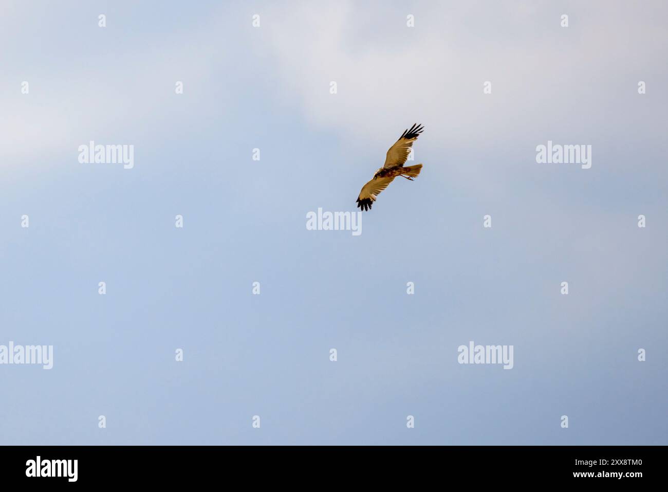 a beautiful specimen of a falcon in flight in the sky Stock Photo - Alamy