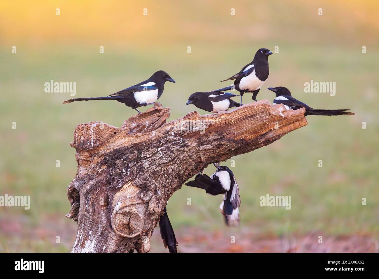 Spain, Castilla, Penalajo, European Magpie (Pica pica), on the ground ...