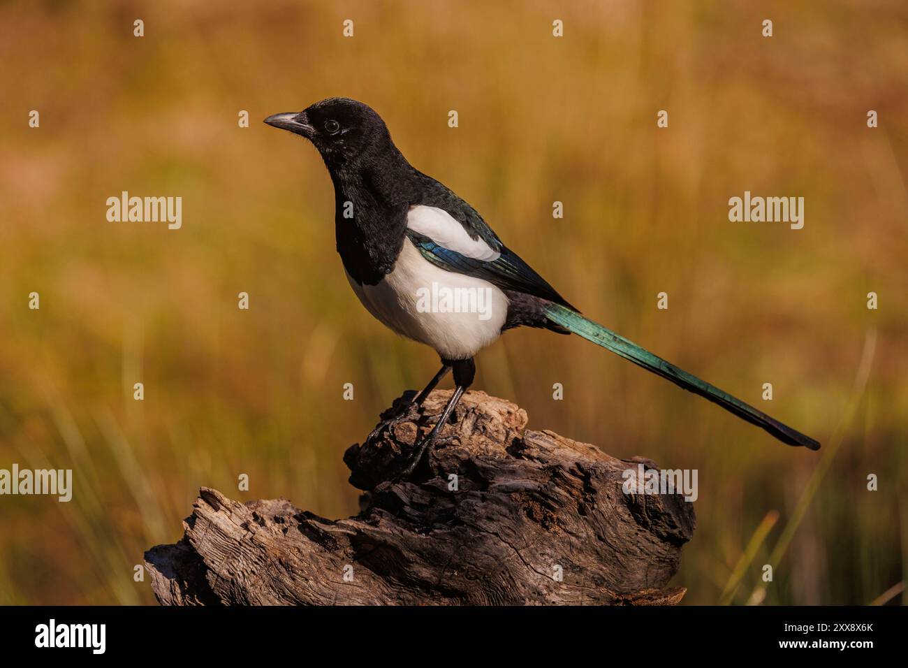 Spain, Castilla, Penalajo, European Magpie (Pica pica), on a stump ...
