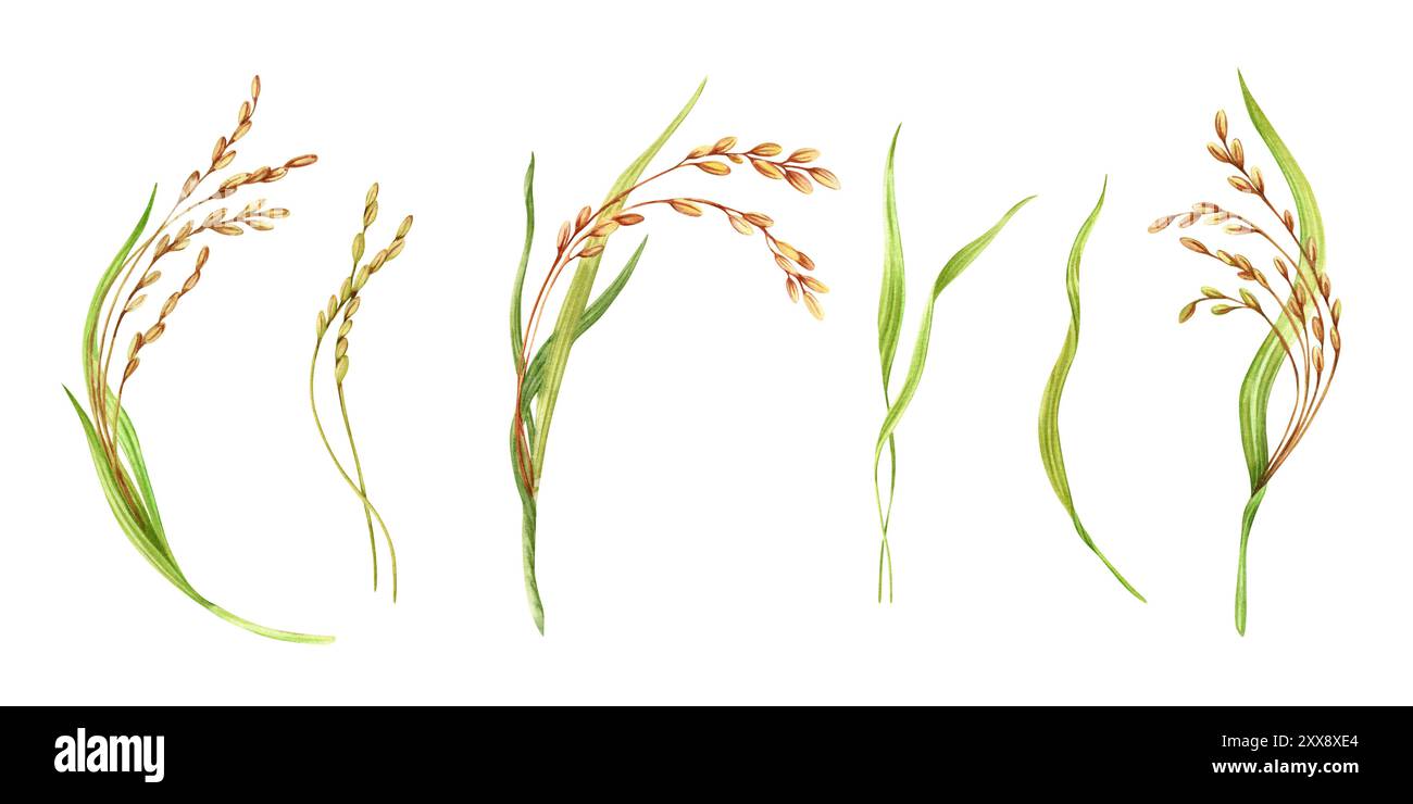 Rice watercolor illustration. Ripe agricultural plant. Asian cooking ...