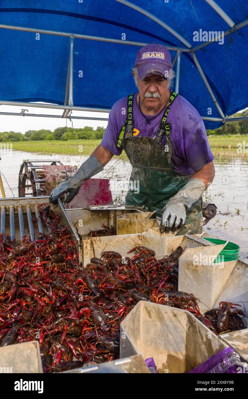 United States, Louisiana, Indian Bayou, Randy S. Comeaux fisherman and ...