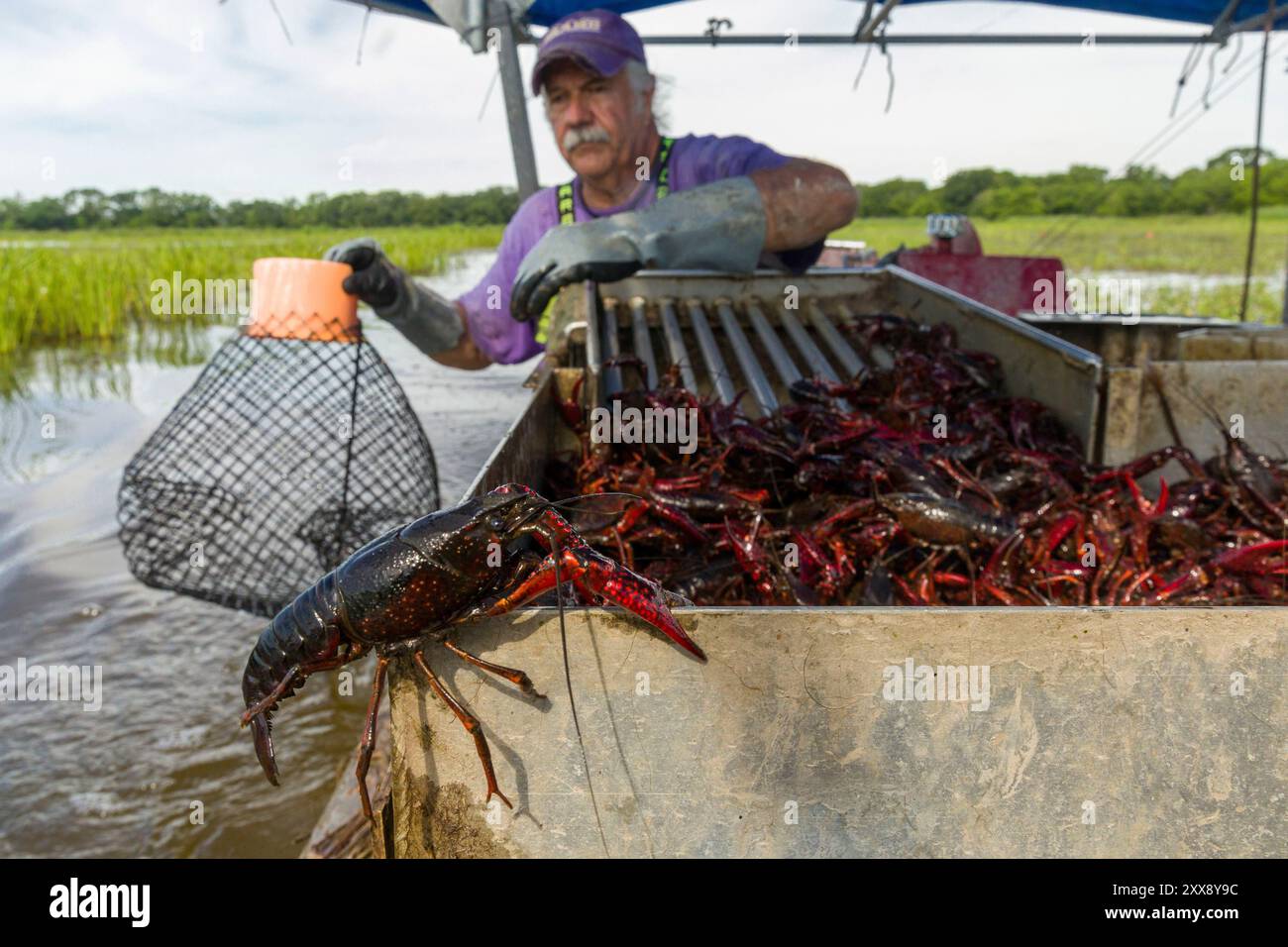 United States, Louisiana, Indian Bayou, Randy S. Comeaux fisherman and ...