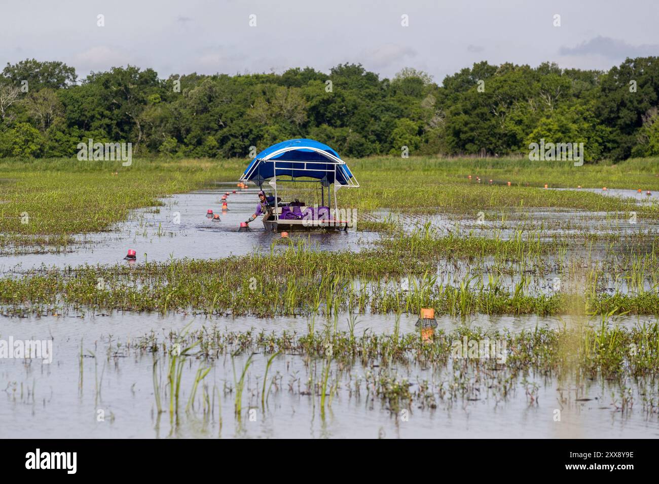 United States, Louisiana, Indian Bayou, Randy S. Comeaux fisherman and ...