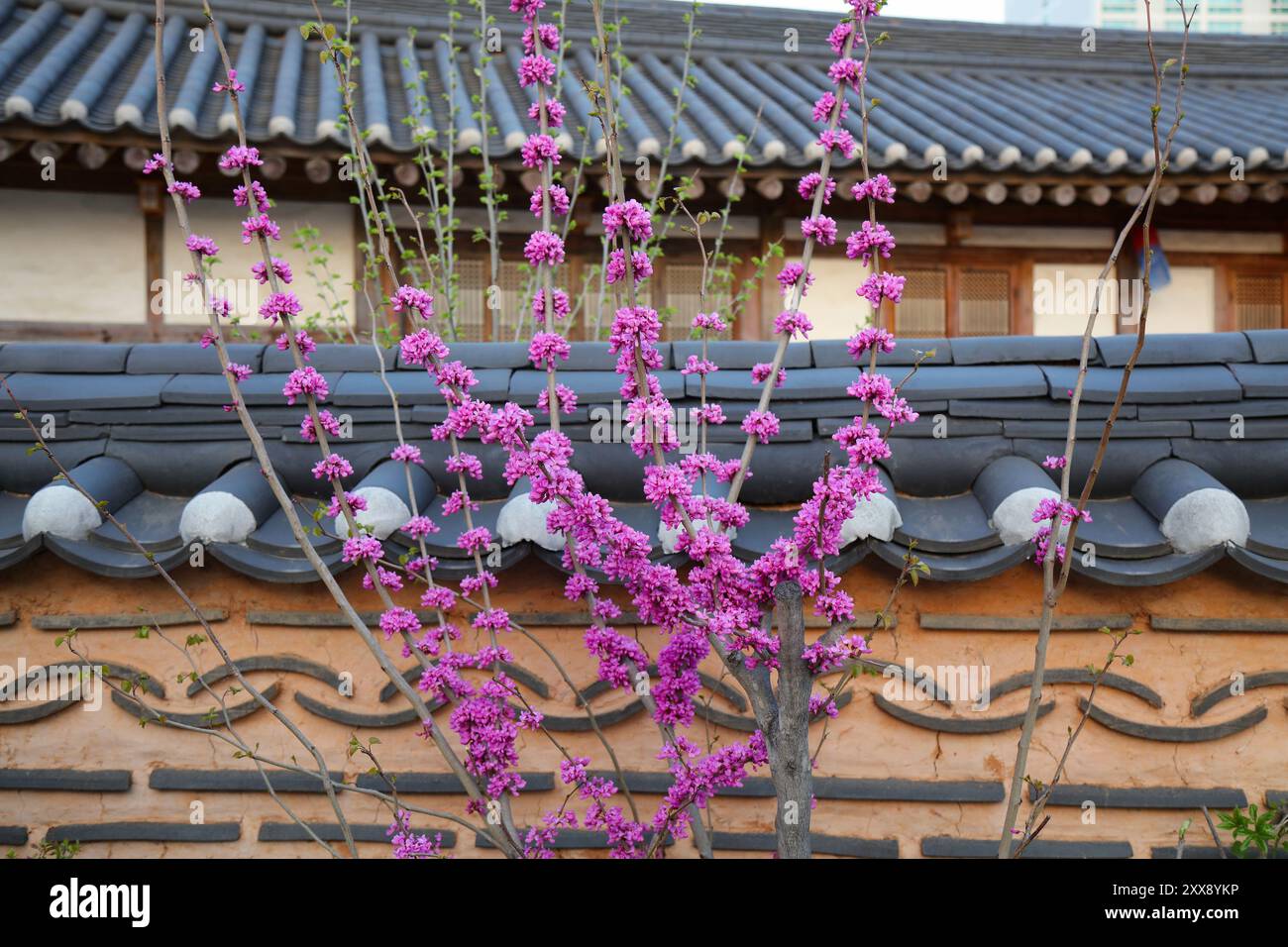 Chinese redbud blossoms (Cercis chinensis) in Jeonju Hanok Village old ...