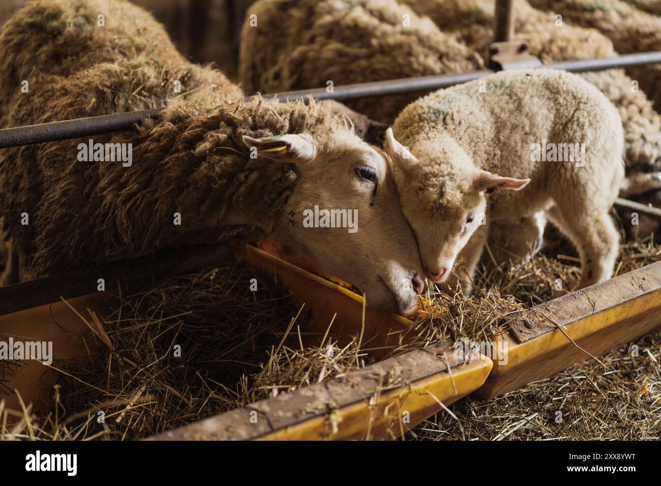France, Ardeche, Champis, agricultural exploitation, sheep Stock Photo ...