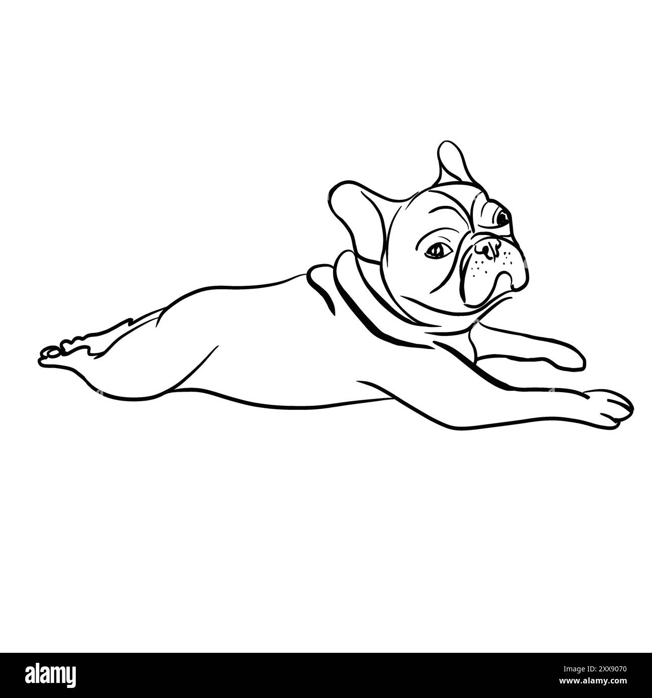 French bulldog lying down. flat muzzle, ears up, very attentive. Black ...