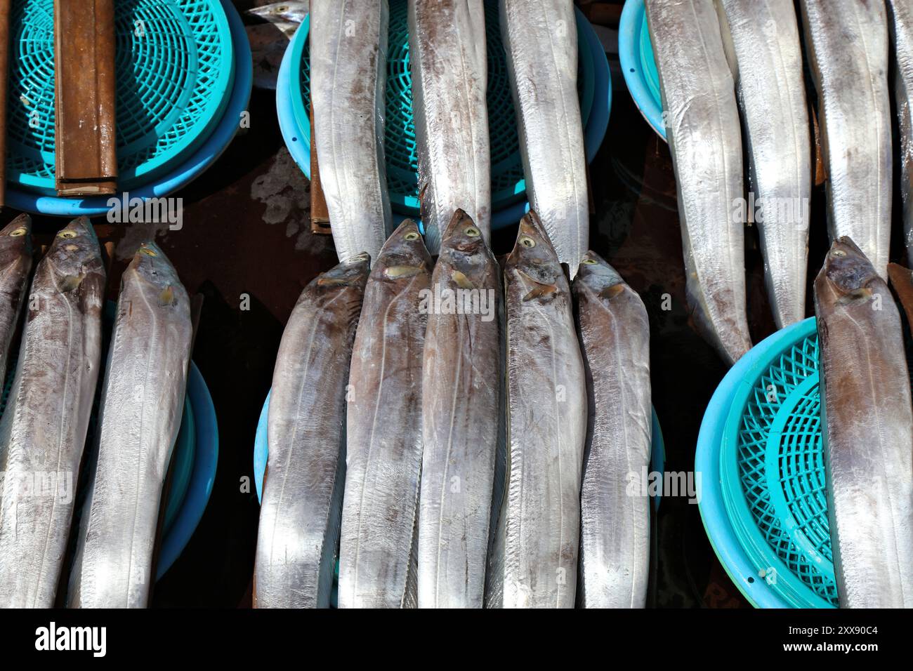 Fish market in Busan, South Korea. Largehead hairtail fish also known ...