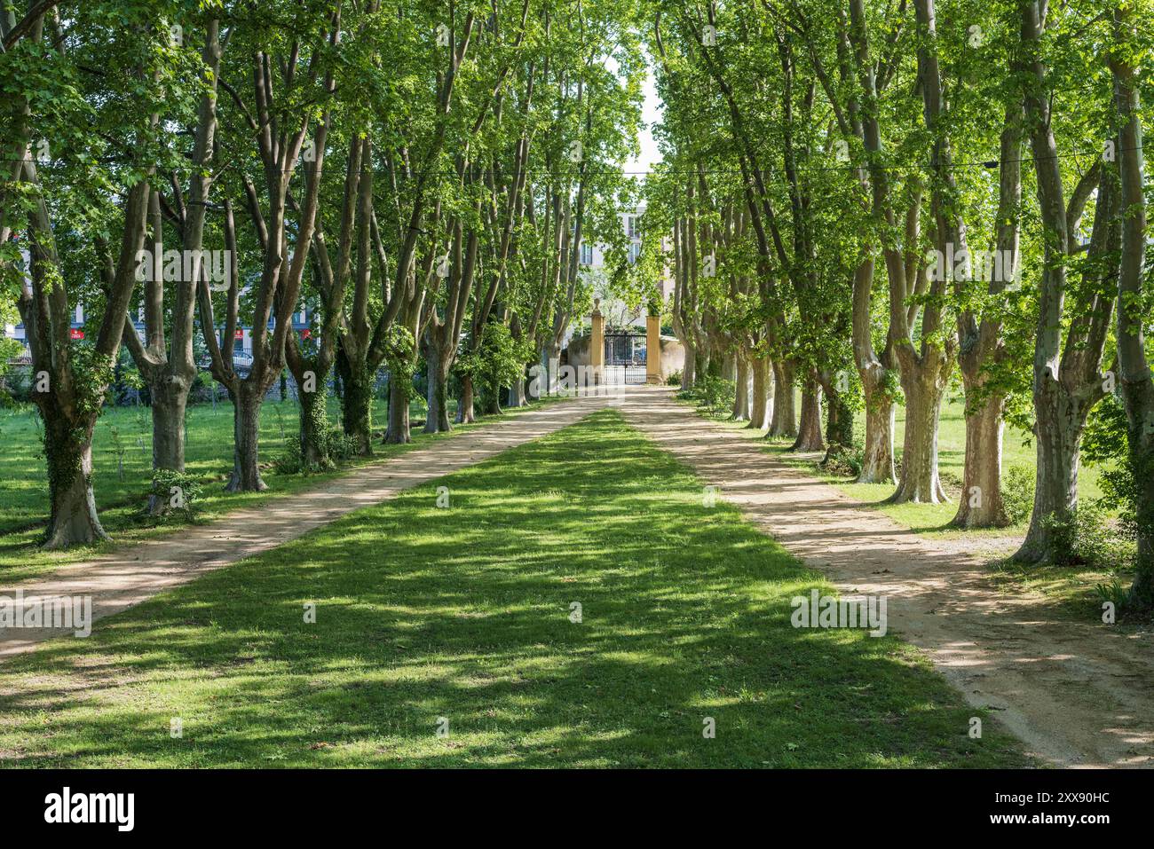 Plane trees provence hi-res stock photography and images - Alamy