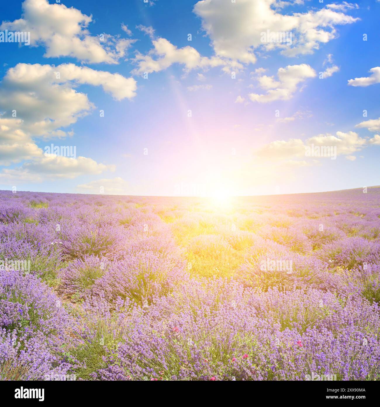 Lavender fields. Beautiful image of lavender field. Summer sunset ...