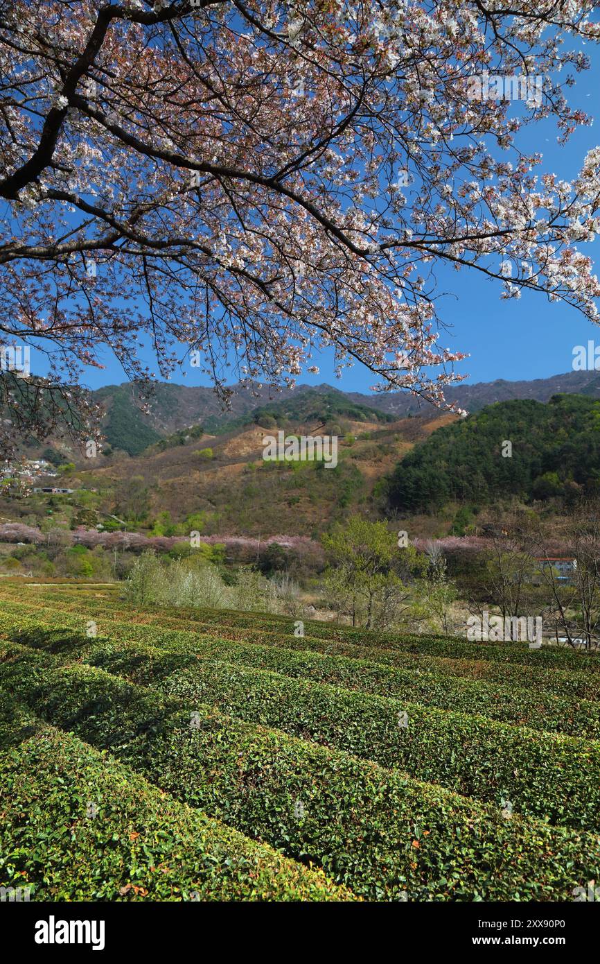 Tea fields and cherry blossoms in Hwagae, Hadong-gun in South Korea ...