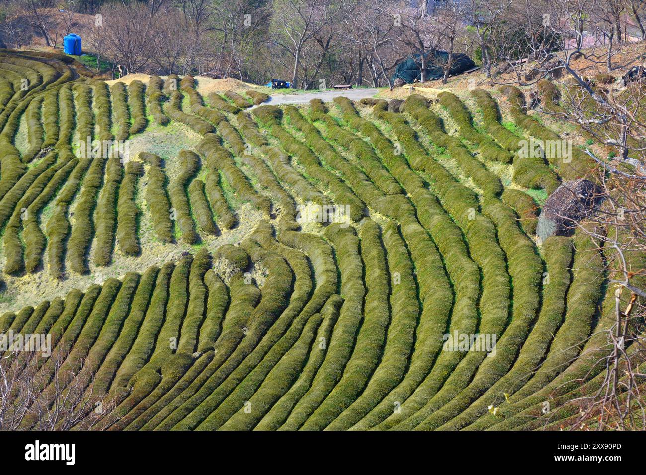 Tea farm in Hwagae, Hadong-gun in South Korea Stock Photo - Alamy