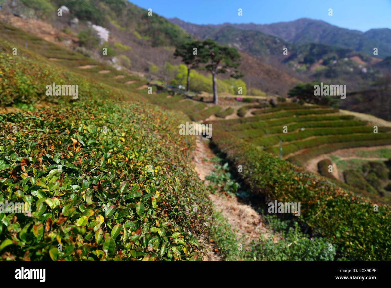 Tea farm in Hwagae, Hadong-gun in South Korea. Shallow depth of field ...