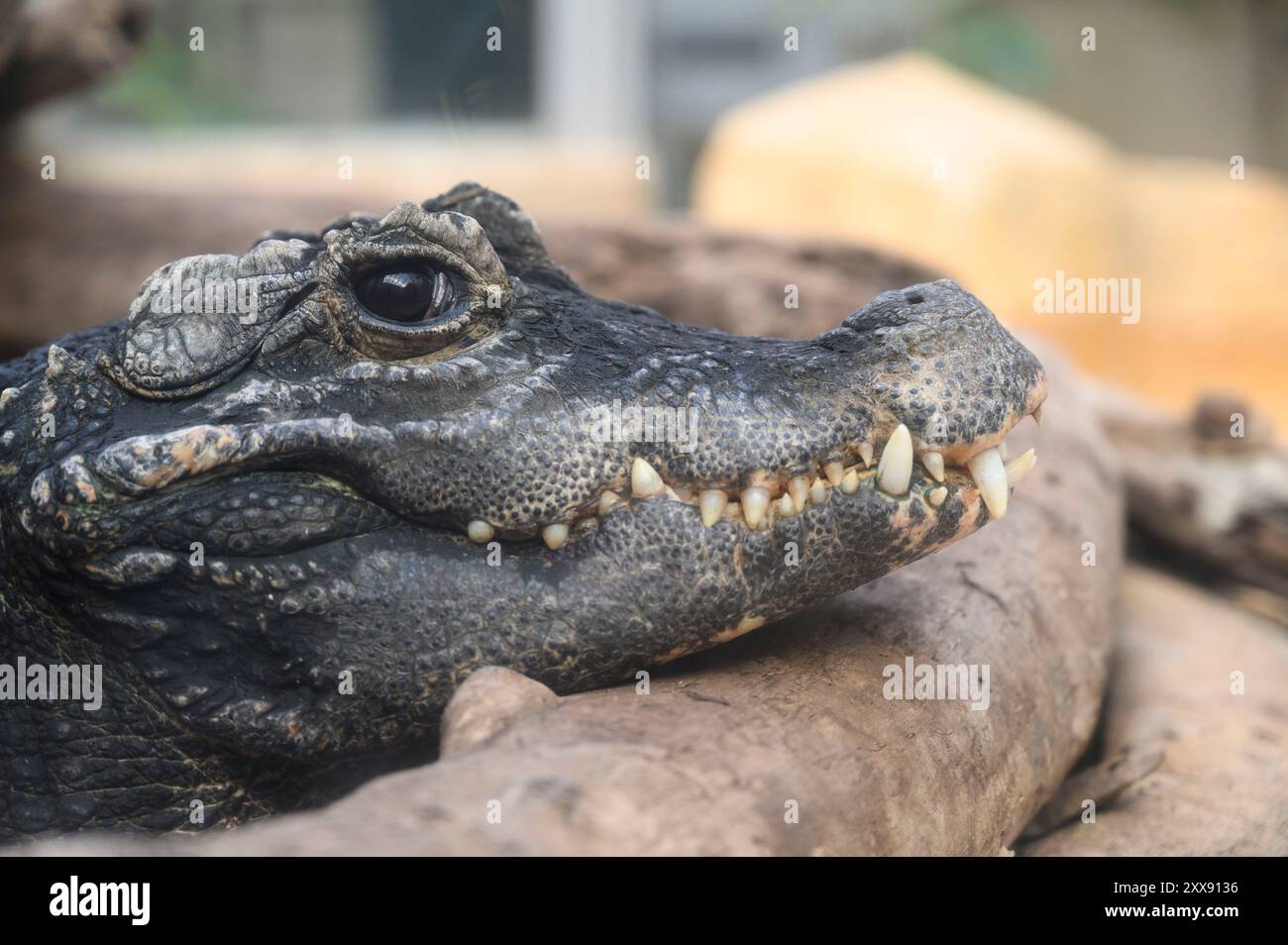 Crocdile farm hi-res stock photography and images - Alamy