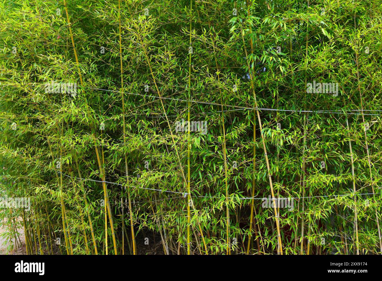 Bamboo grove background - green bamboo garden in Jeonju, South Korea ...
