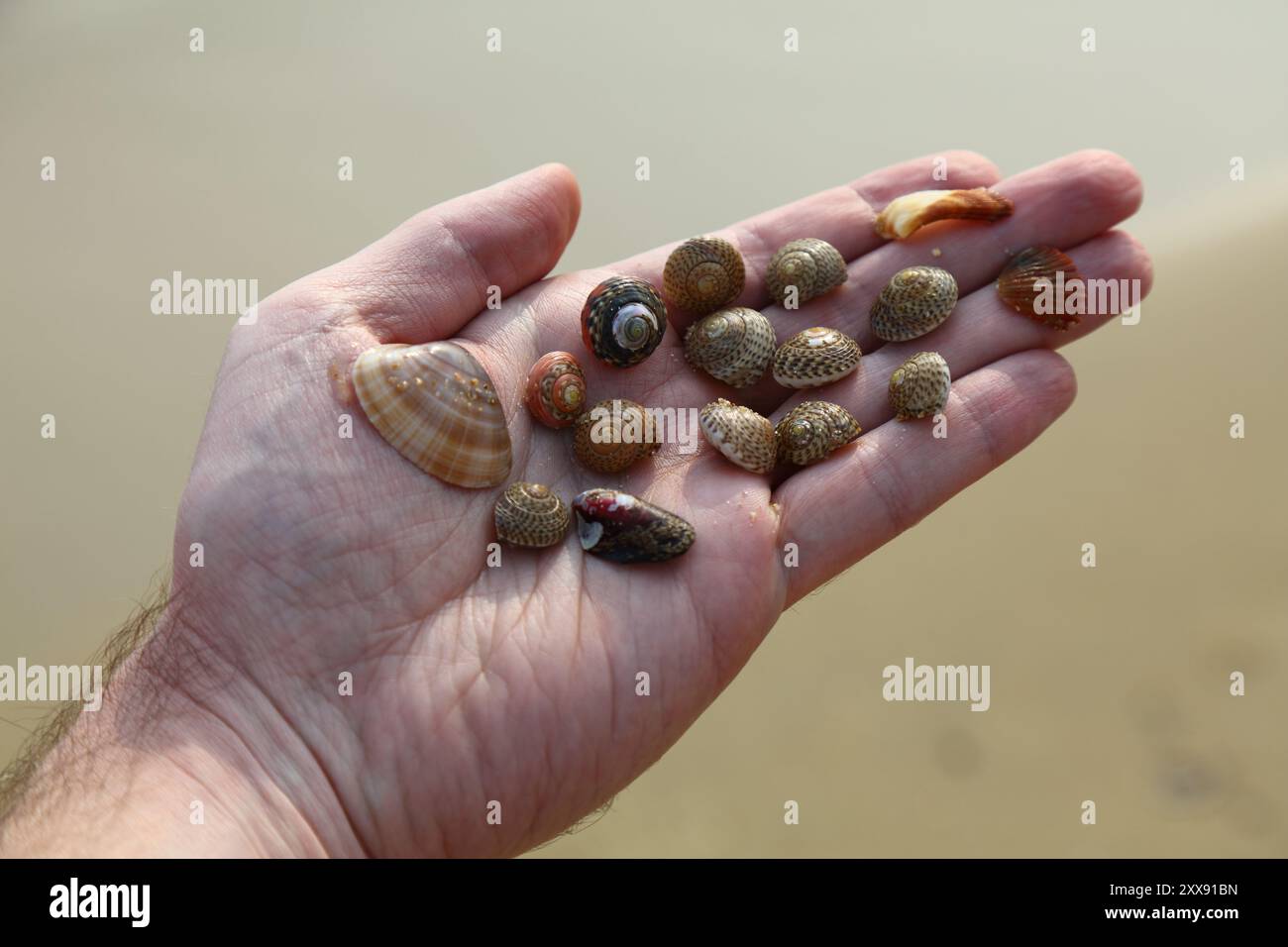 Busan Haeundae beach sea shells collection. Handful of seashells in ...
