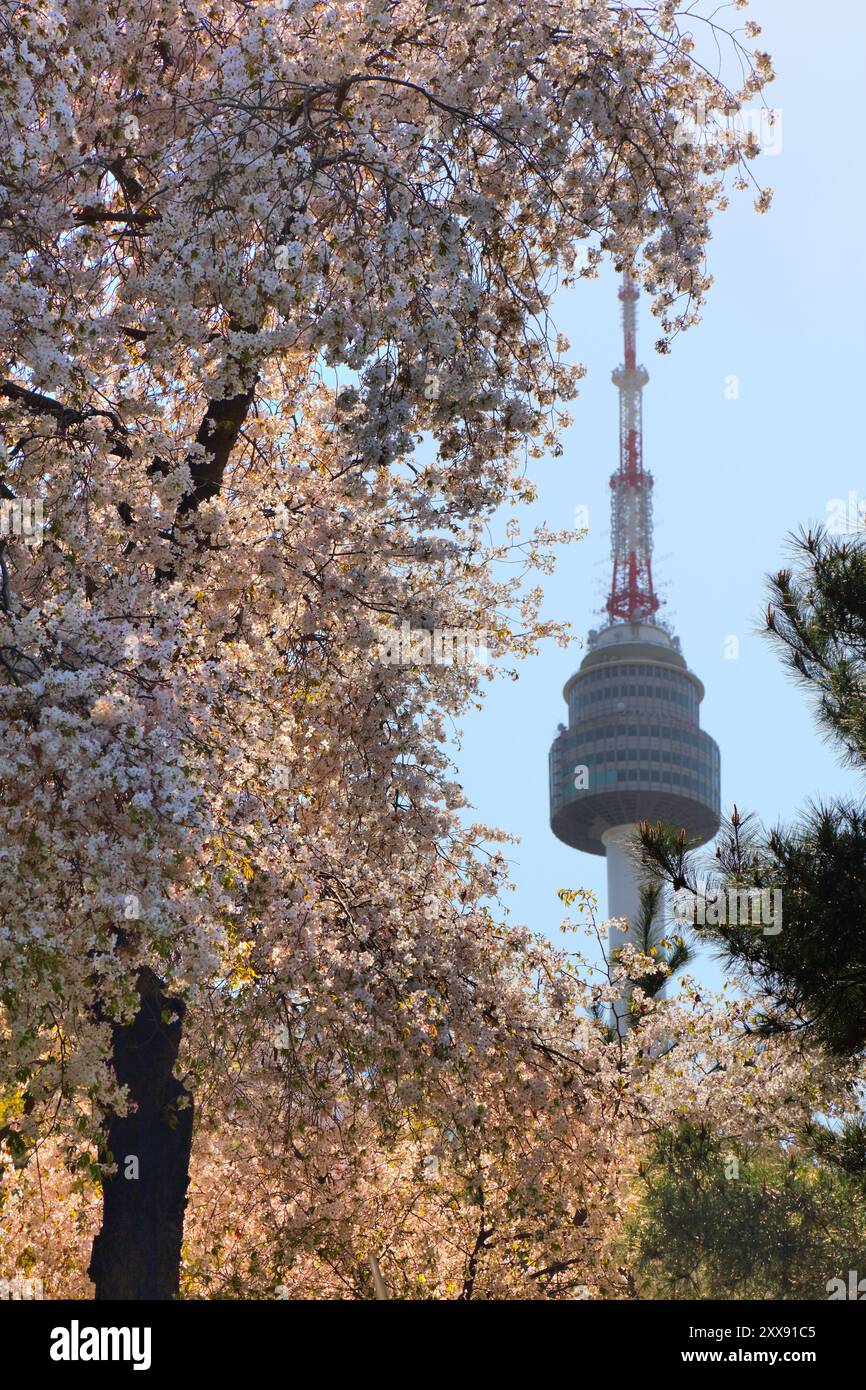 Cherry blossoms in Namsan Park, Seoul. Spring in South Korea Stock ...
