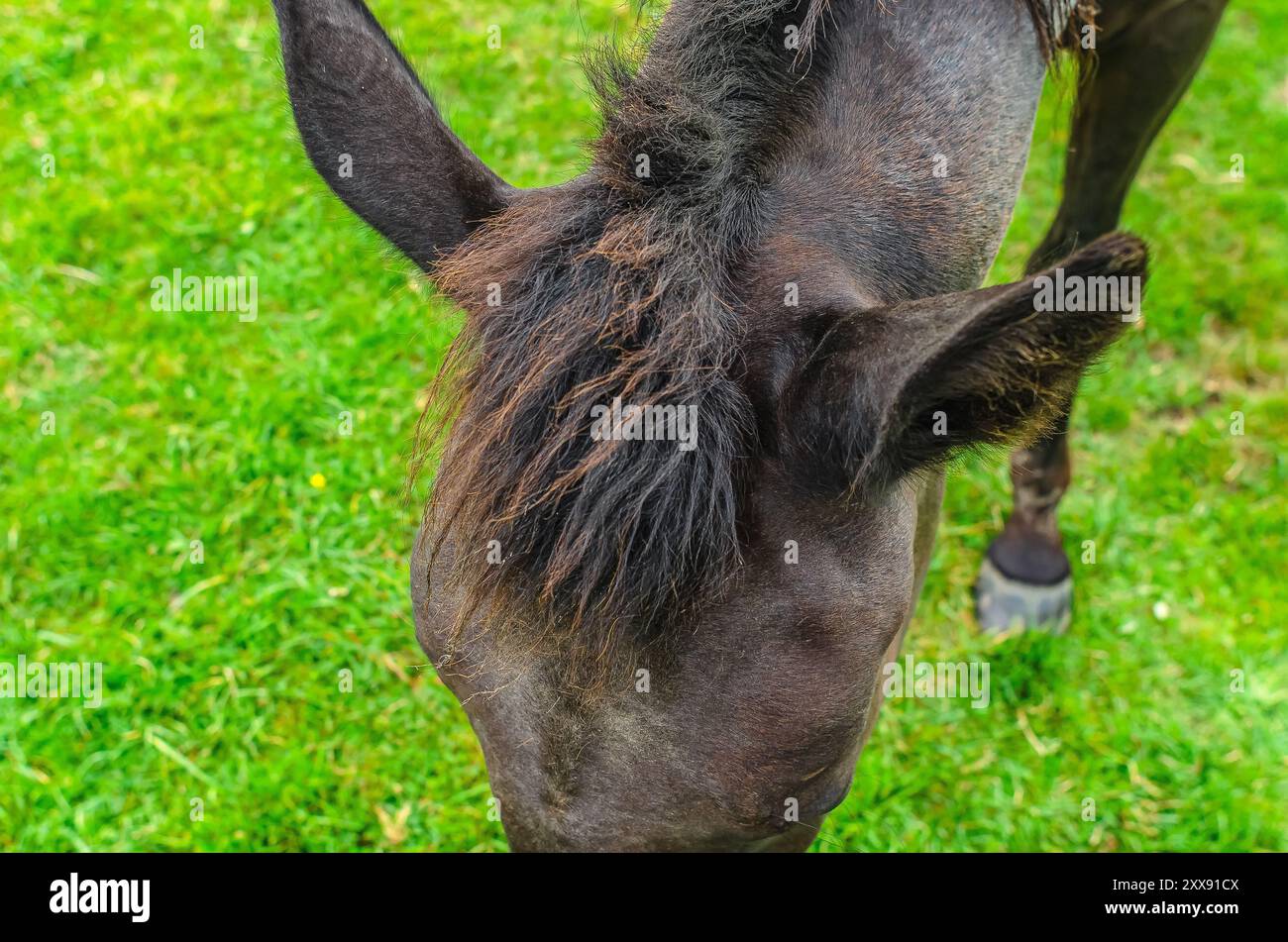 Close-up of head of black horse. Head, face, forehead, ear, mane ...