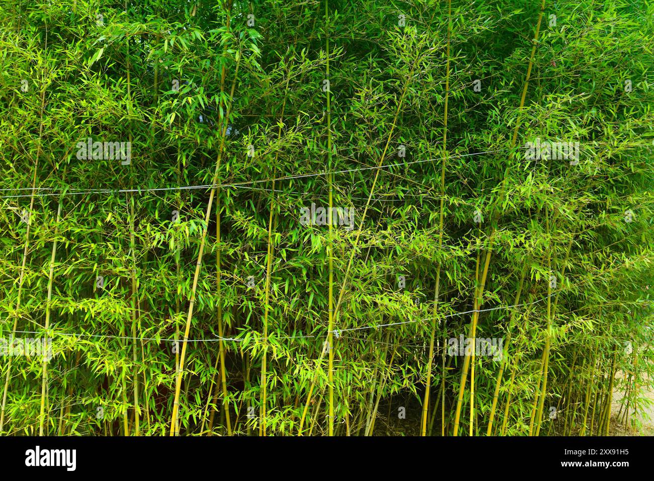 Asian bamboo forest background in Jeonju, Korea Stock Photo - Alamy