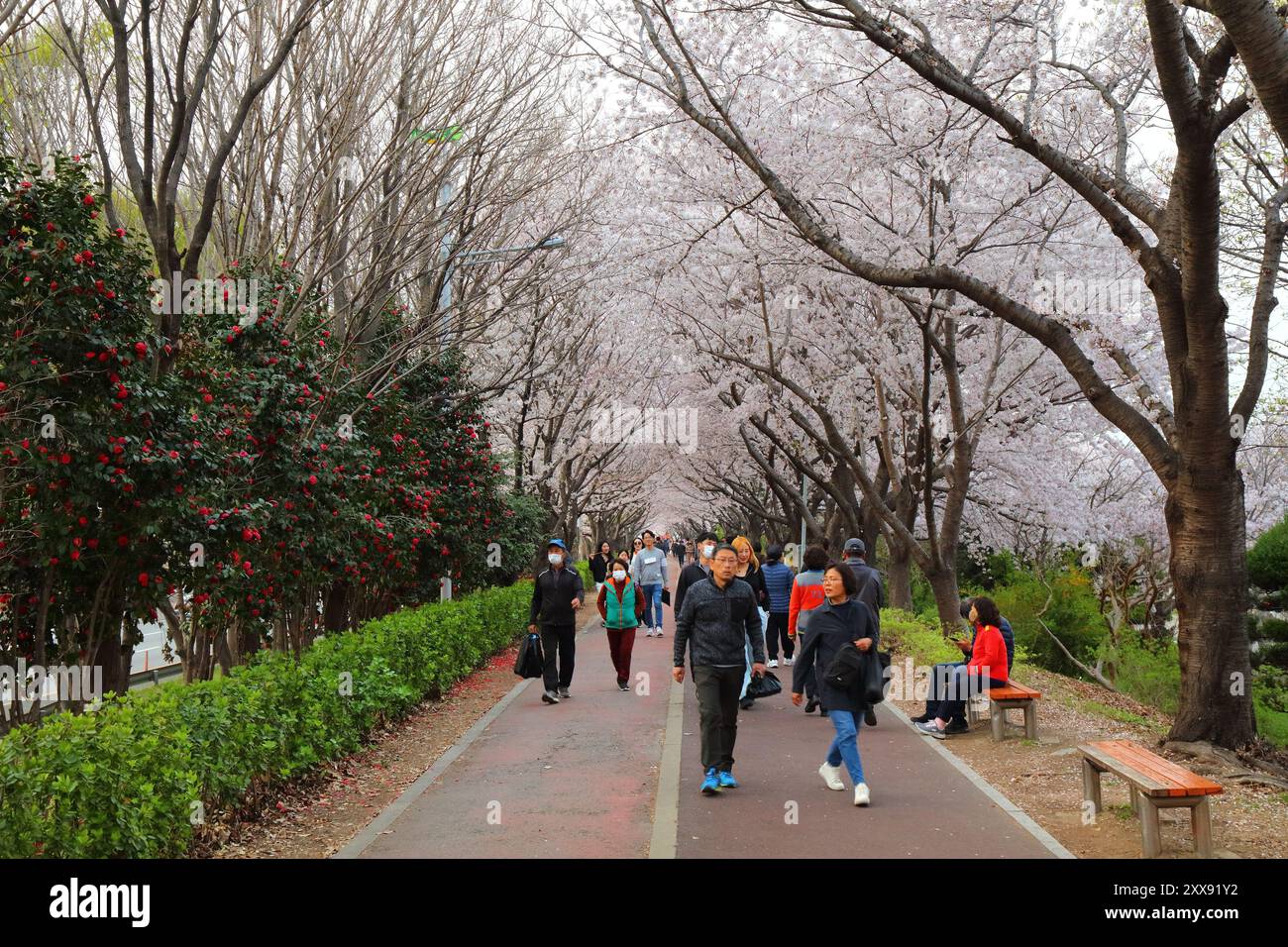 BUSAN, SOUTH KOREA - MARCH 30, 2023: People visit Nakdong Embankment ...