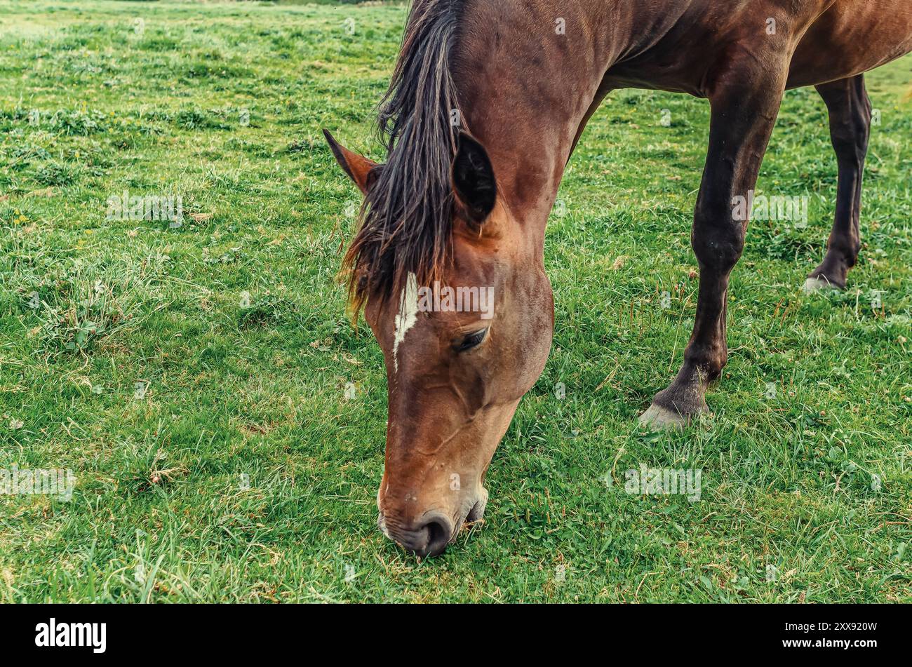 ?ead of brown horse grazing close-up. Mane, ears and white spot on ...