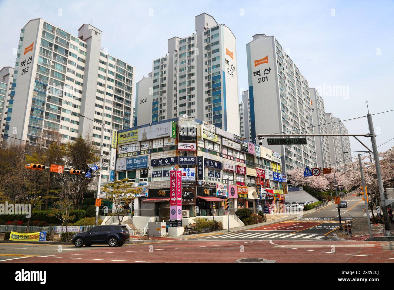 BUSAN, SOUTH KOREA - MARCH 29, 2023: Street view with cherry blossoms ...