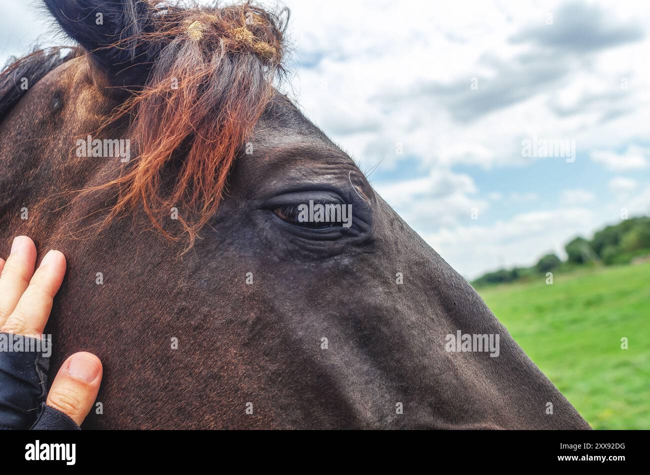 Profile of head of brown horse, close-up. Human hand on horse's face ...