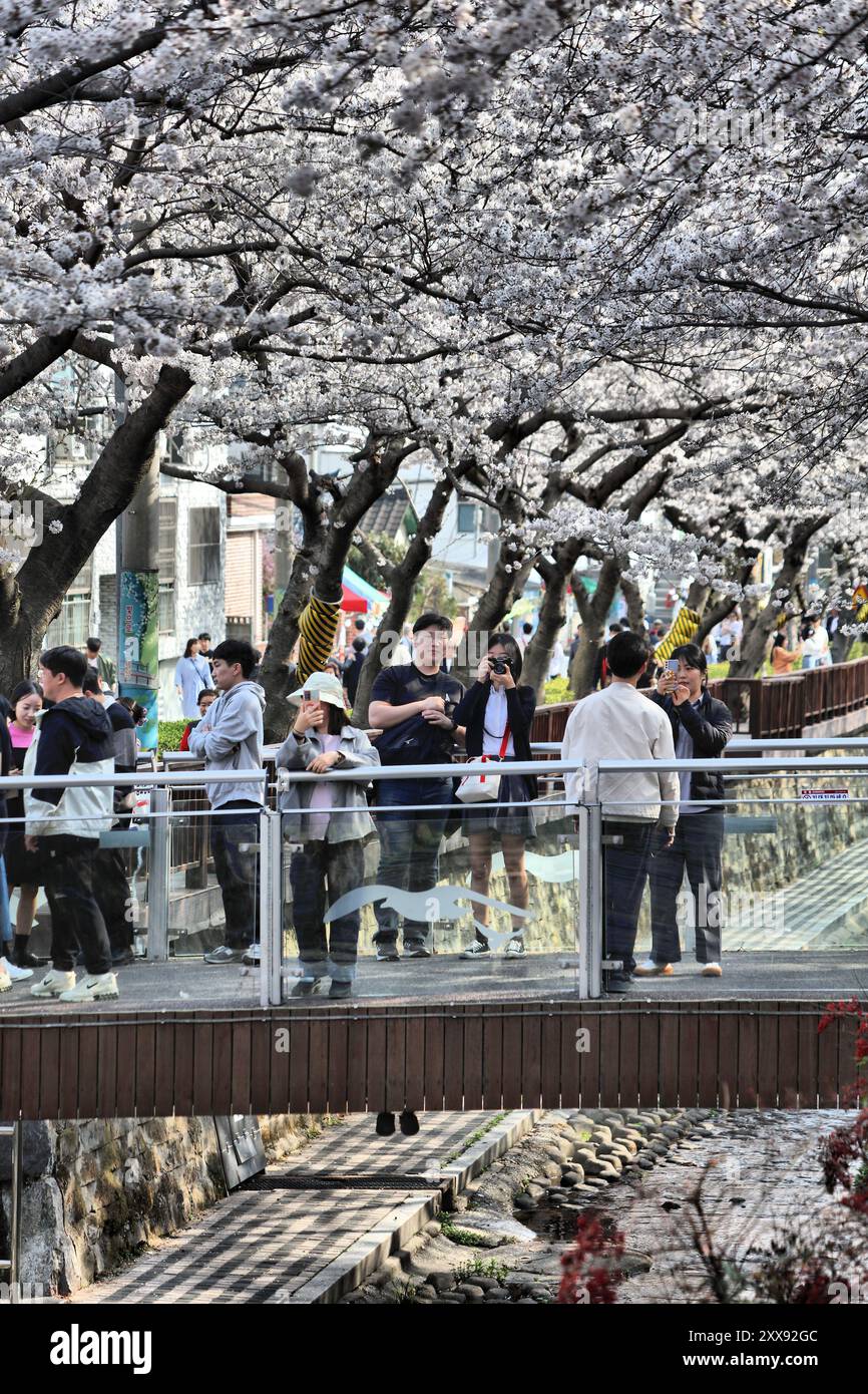 JINHAE, SOUTH KOREA - MARCH 28, 2023: People visit Jinhae Cherry ...