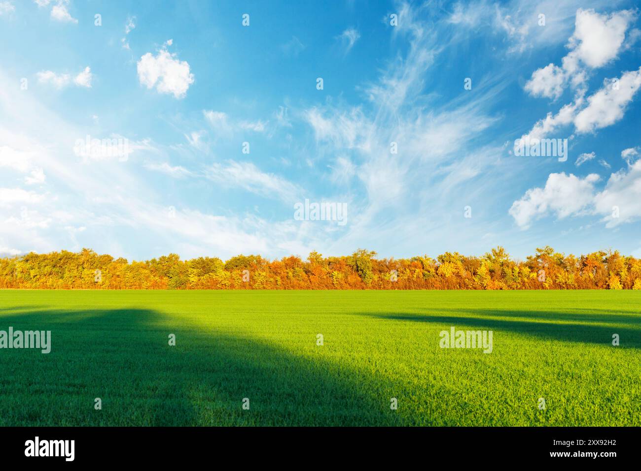 A serene autumn landscape featuring a lush green field, golden-hued ...