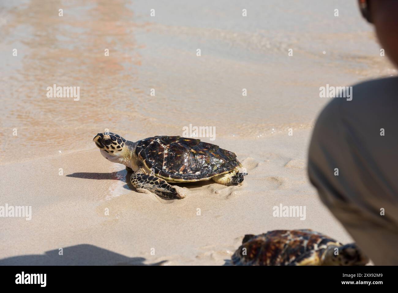 Person watches as a turtle returns to the sea during a beach release in ...