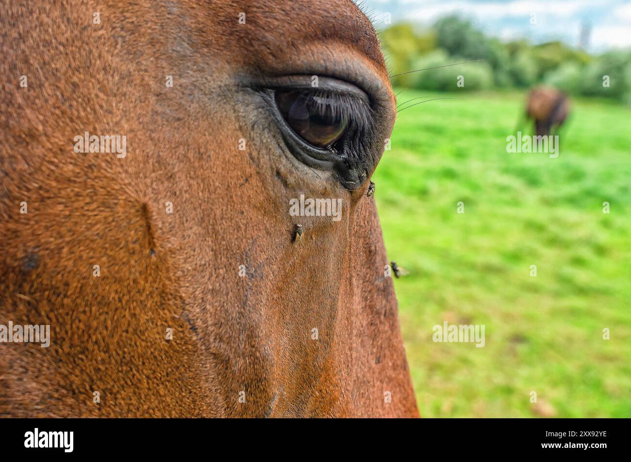 Big shiny dark eye. Head of brown horse in profile, close-up. Flies on ...