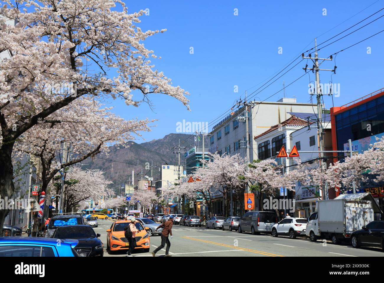 JINHAE, SOUTH KOREA - MARCH 28, 2023: People visit Jinhae Cherry ...
