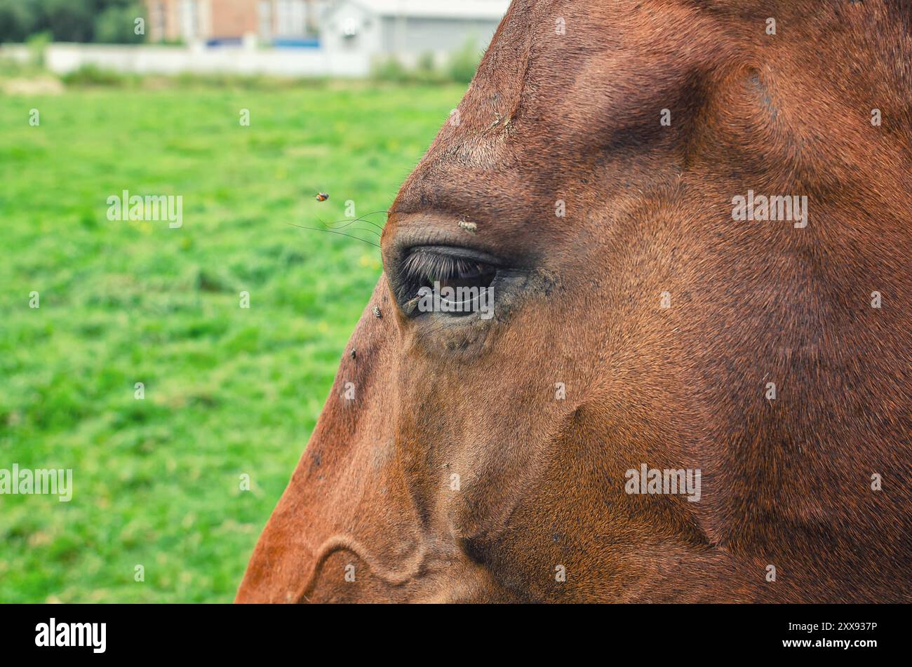 Big shiny dark eye. Head of brown horse in profile, close-up. Flies on ...
