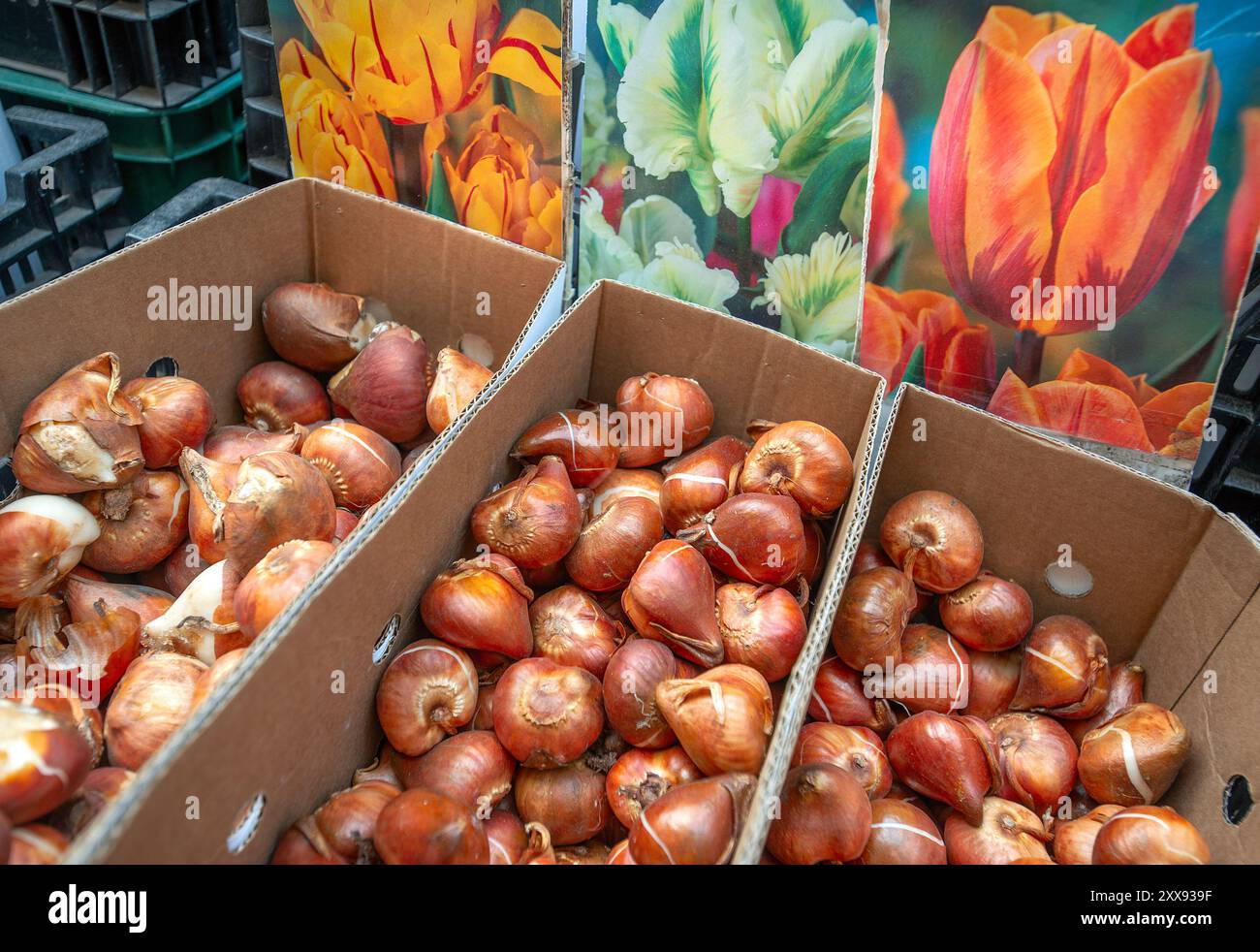 Tulip bulbs for sale, Amsterdam, Holland Stock Photo - Alamy