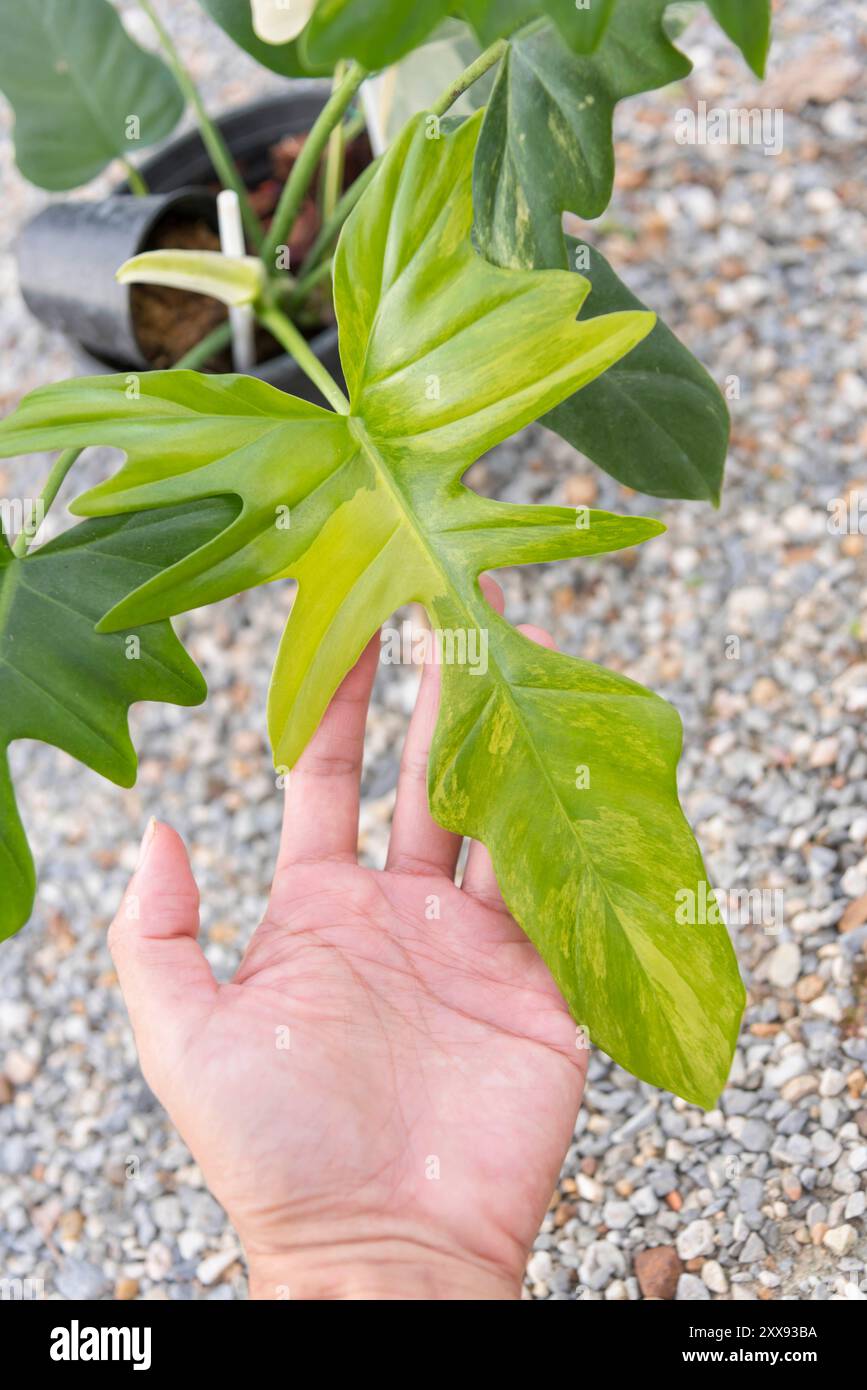 Closeup to Fresh leaf of philodendron florida beauty x mayoi Stock ...