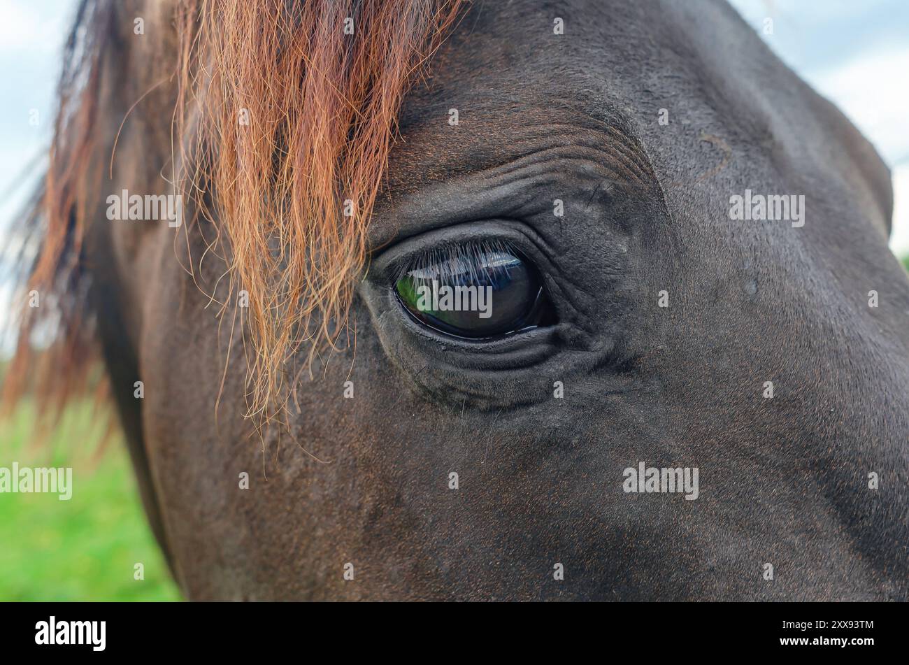 Big shiny dark eye. Head of brown horse in profile, close-up. Flies on ...