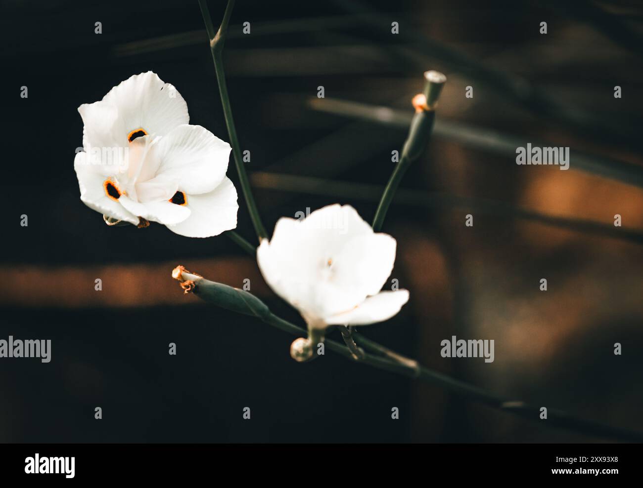 A stunning white moray flower blooms brightly in a lush green garden ...