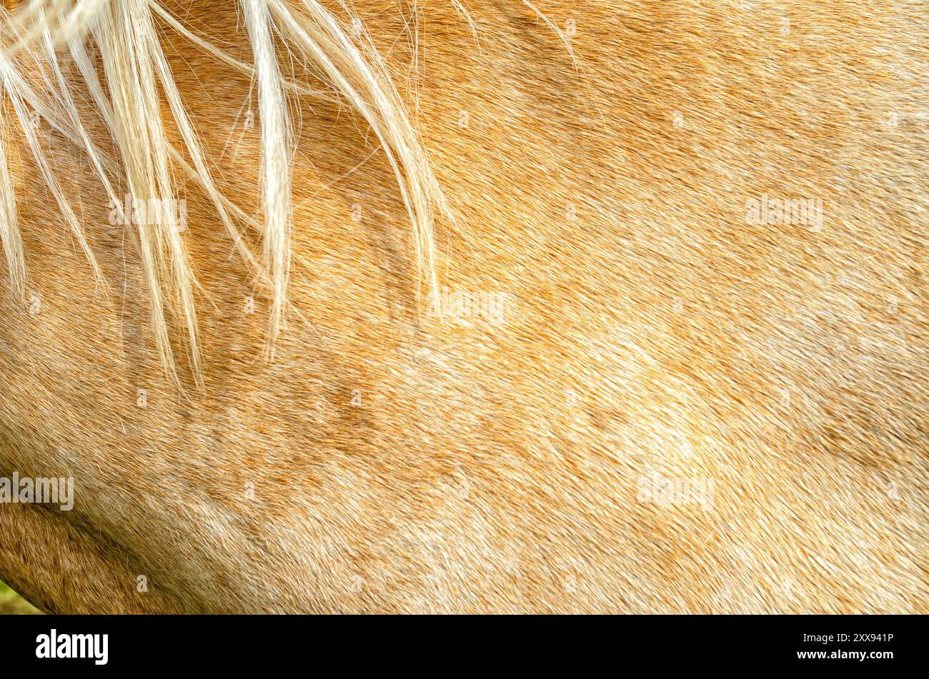 Close-up of horse's back. Beige skin and light horse mane in full ...
