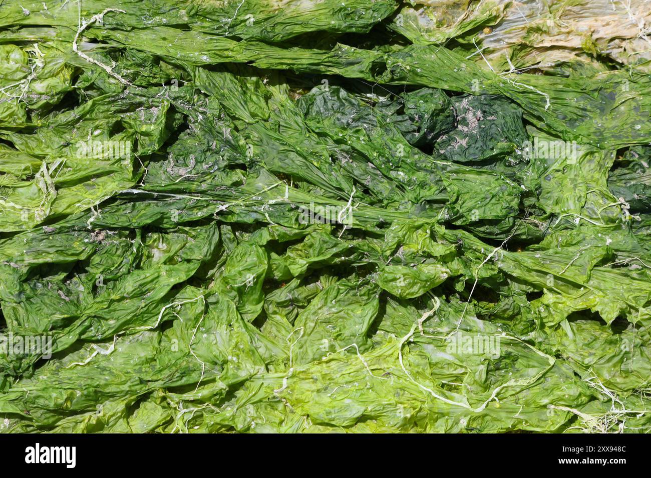 Dried chlorophyta green algae on the shore of San Teodoro Lagoon ...