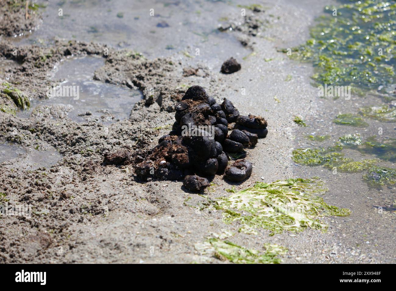 Horse droppings - animal feces in the sand of San Teodoro lagoon in ...