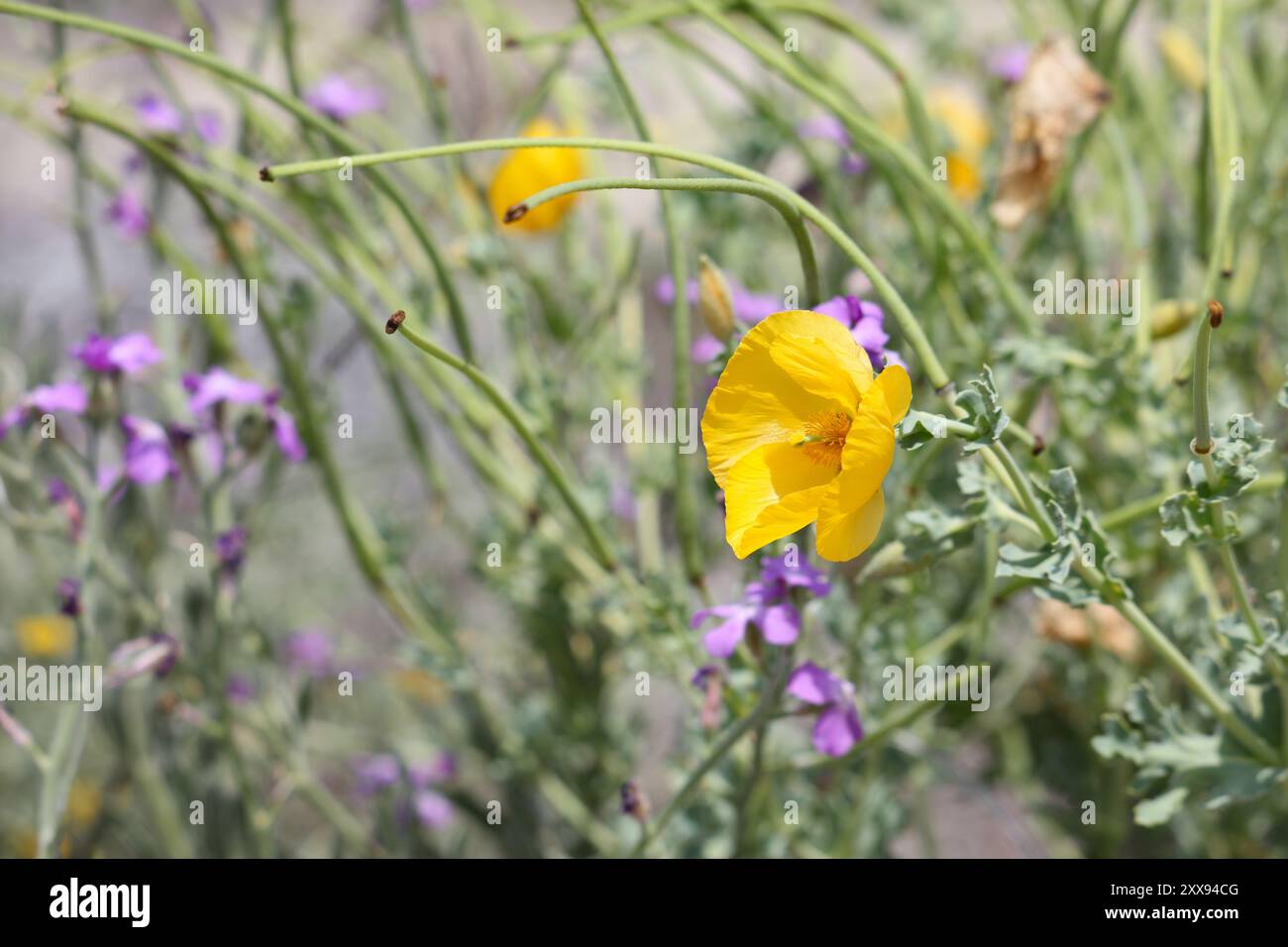 Italy Sardinia island nature. Mediterranean plant species: flowers of ...
