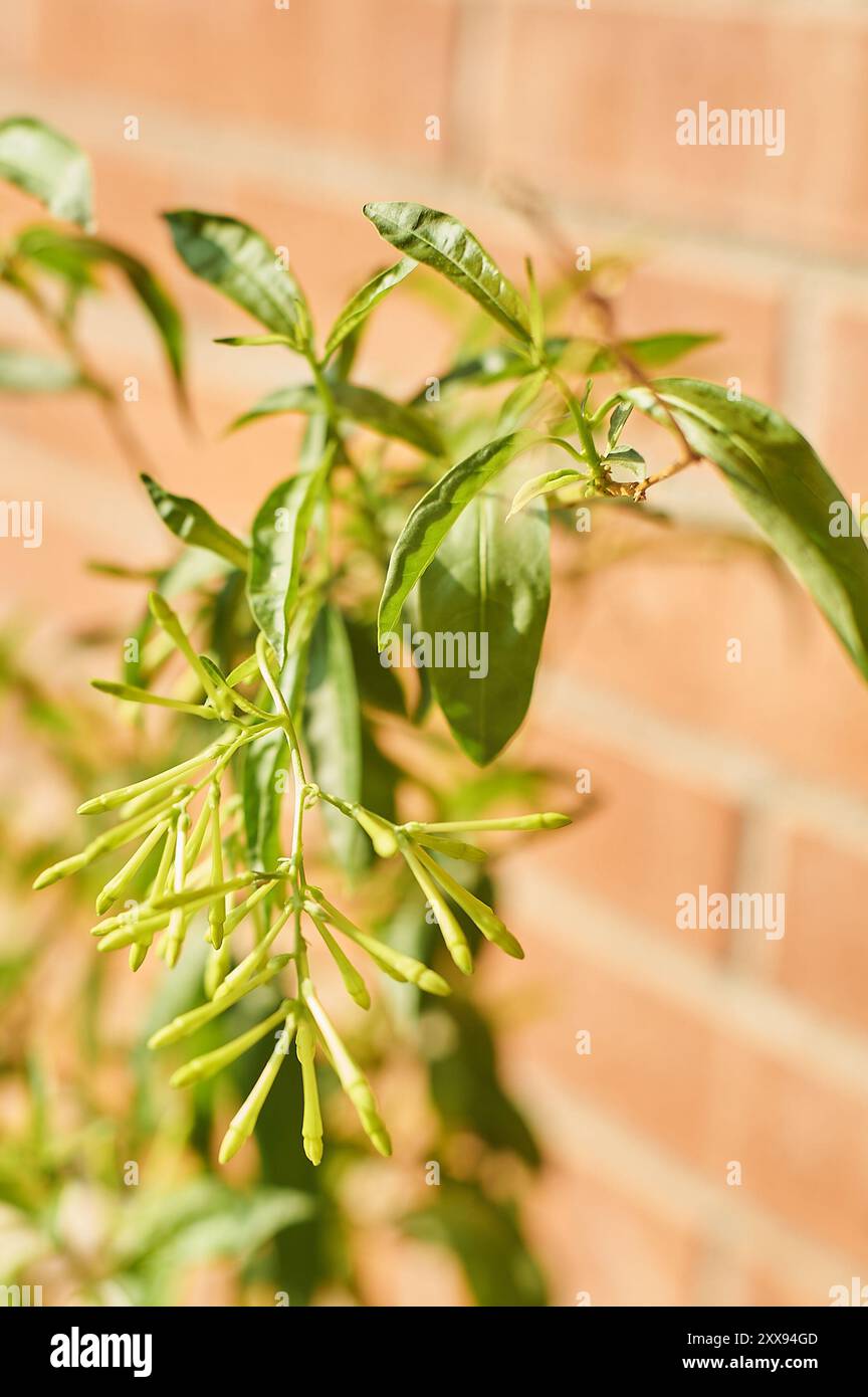Tropical nightshade hi-res stock photography and images - Alamy