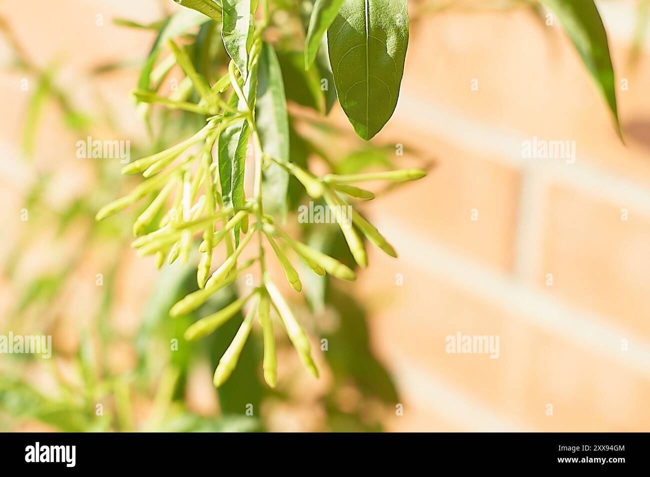 Photograph of nightshade buds in early stage, highlighting their ...