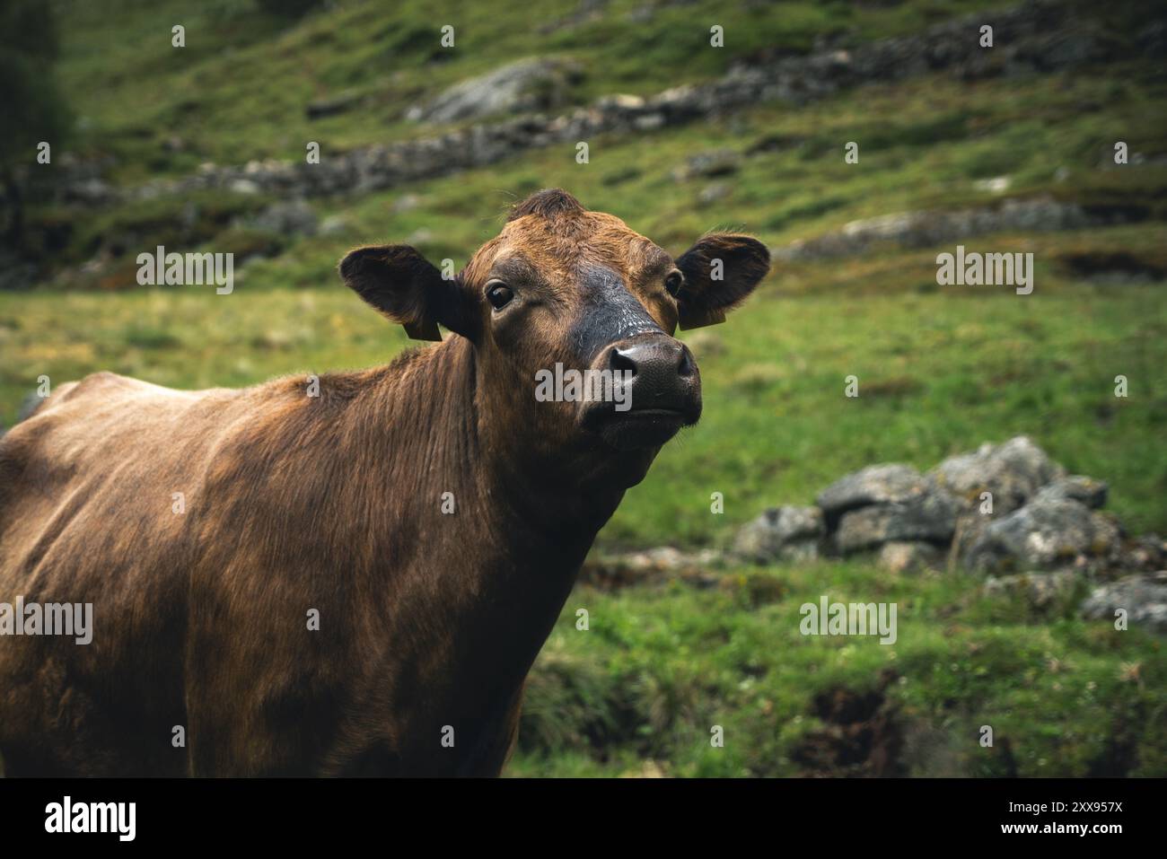 Australian beef cattle breed cow hi-res stock photography and images ...