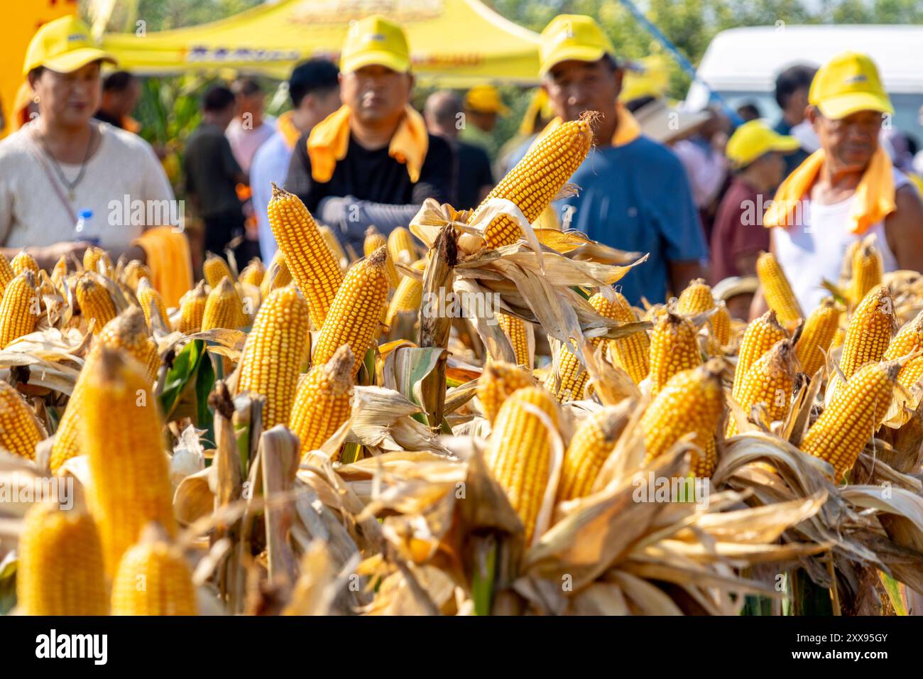 Workers from a seed company promote their corn seeds at the site of a ...